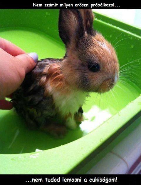 Cuki képek és videók - Cuki nyuszi » cukik.hu